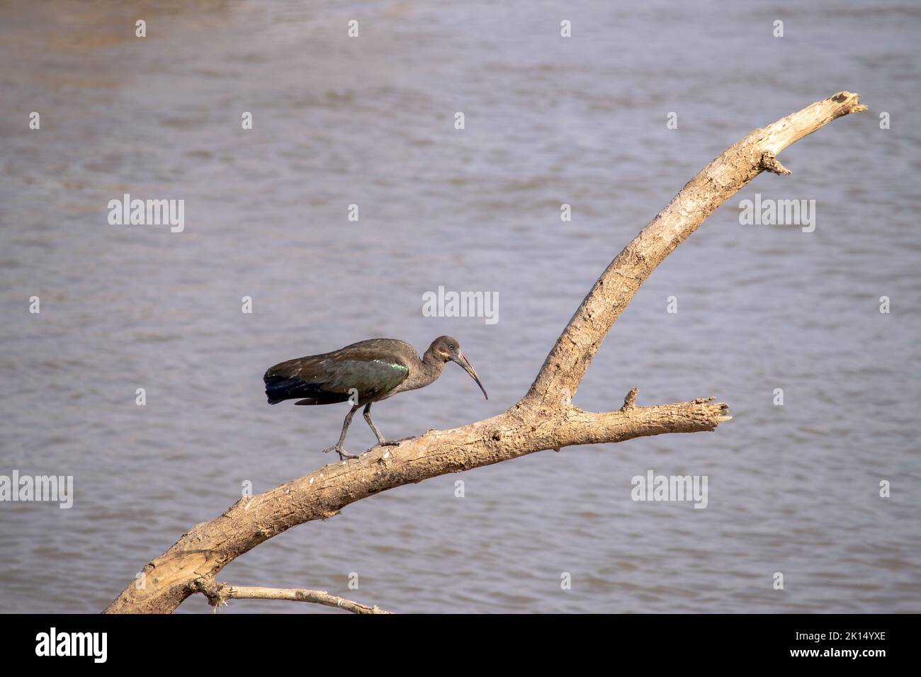 Close up wonderful ibis hi-res stock photography and images - Alamy