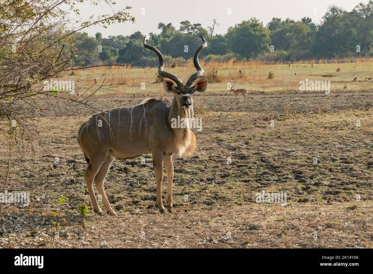 An amazing close up of huge male kudu moving on the sandy banks of an ...