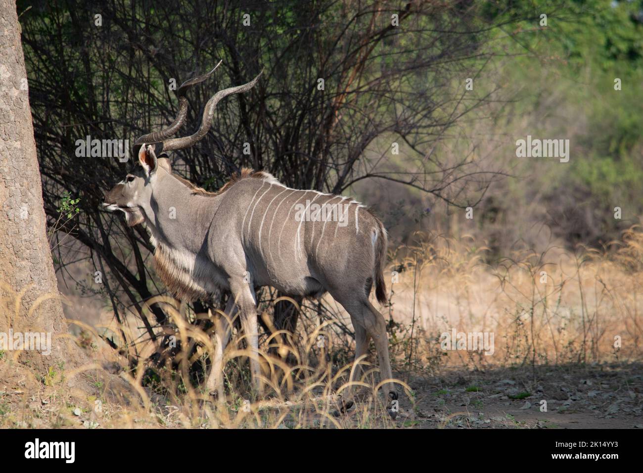 Kudu hurdler hi-res stock photography and images - Alamy