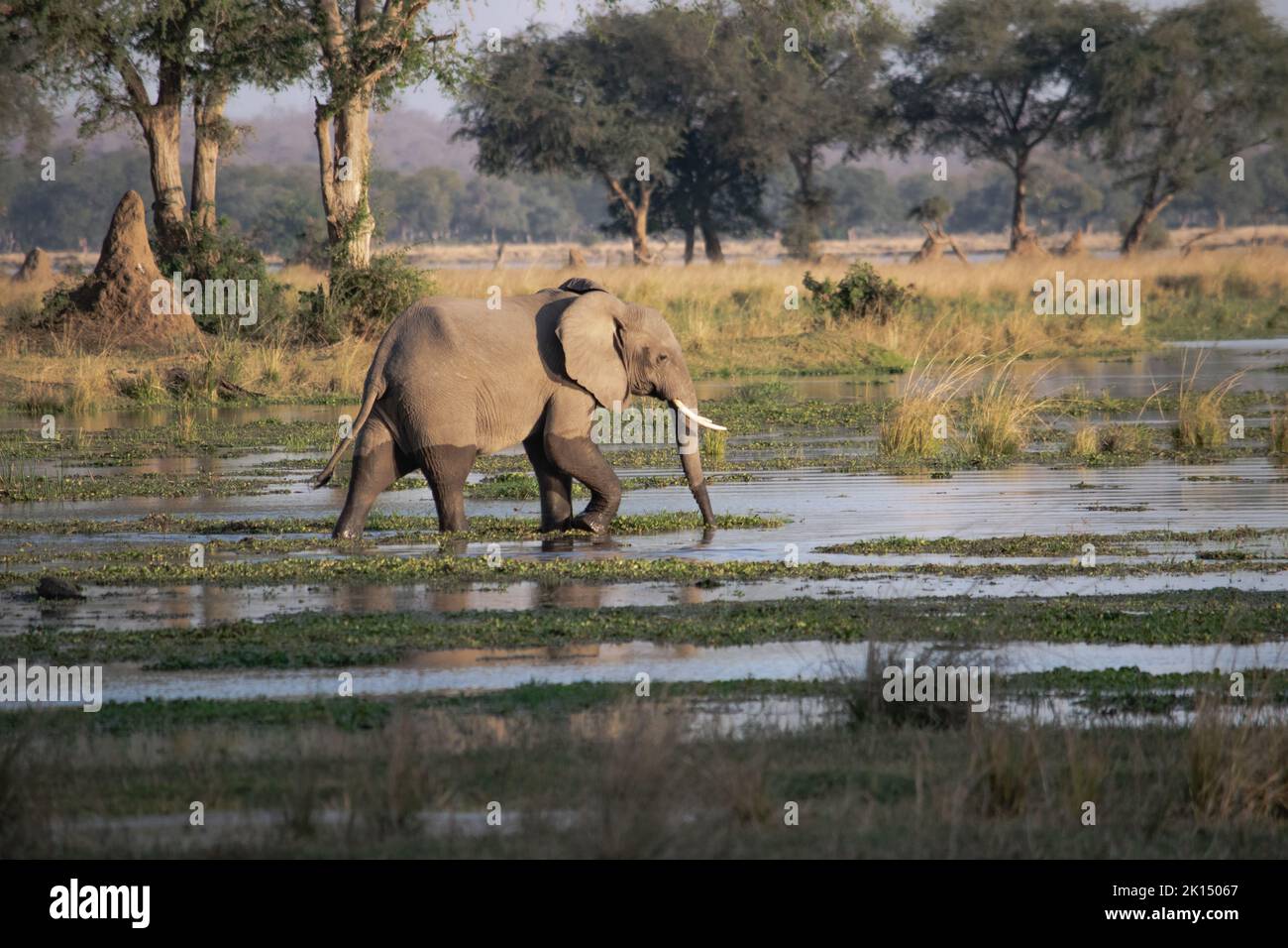 Elephant moving trunk hi-res stock photography and images - Alamy
