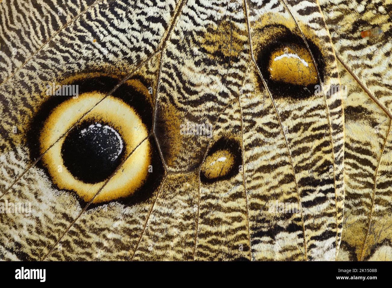 Owl butterfly wing detail with huge eyespots, which resemble owls' eyes ...
