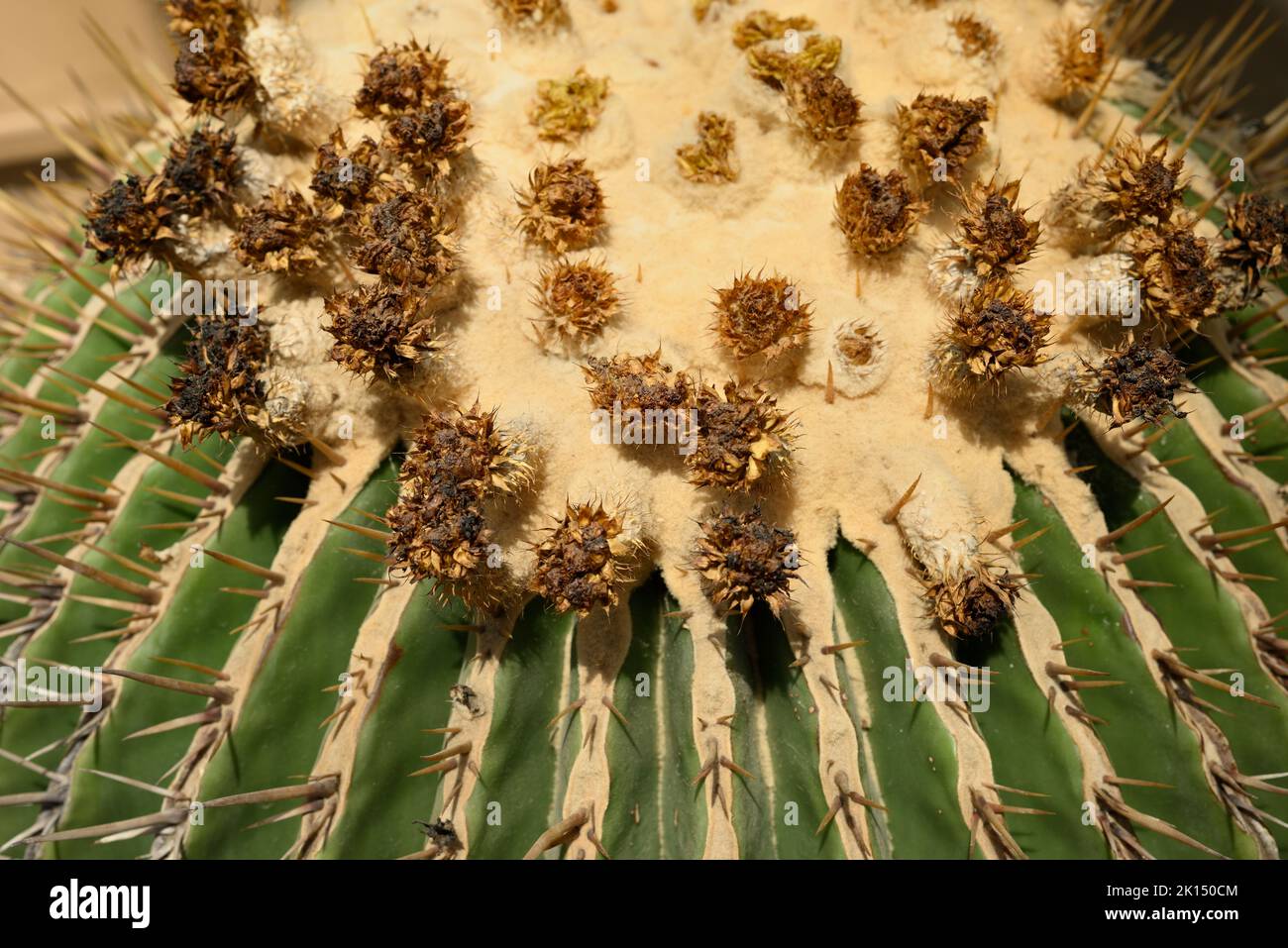 Giant golden barrel cactus, viznaga, or biznaga de dulce, largest ...