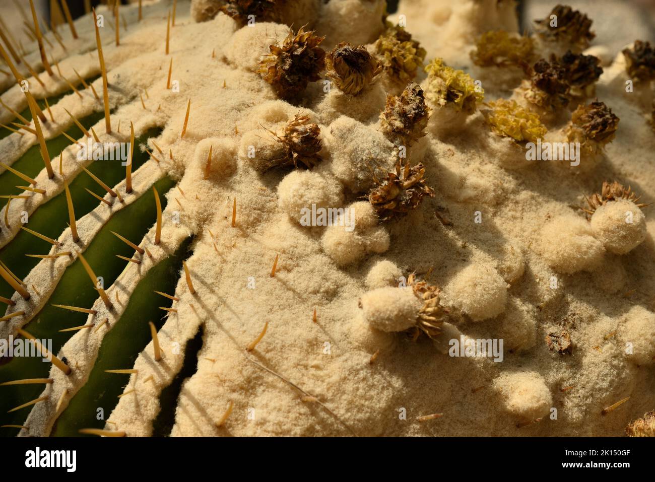 Giant golden barrel cactus, viznaga, or biznaga de dulce, largest ...