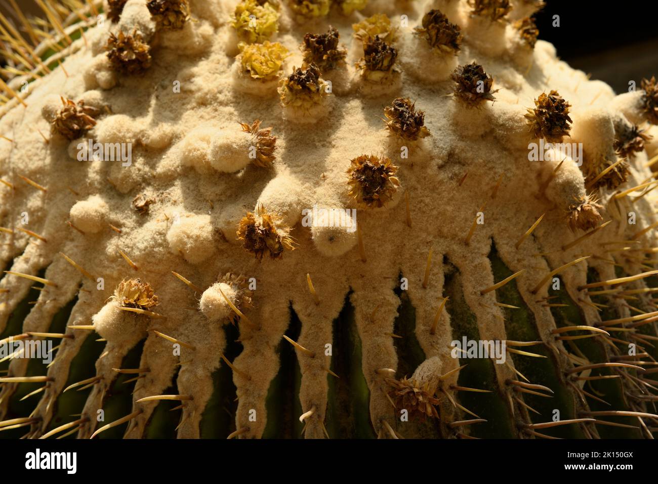 Giant golden barrel cactus, viznaga, or biznaga de dulce, largest ...
