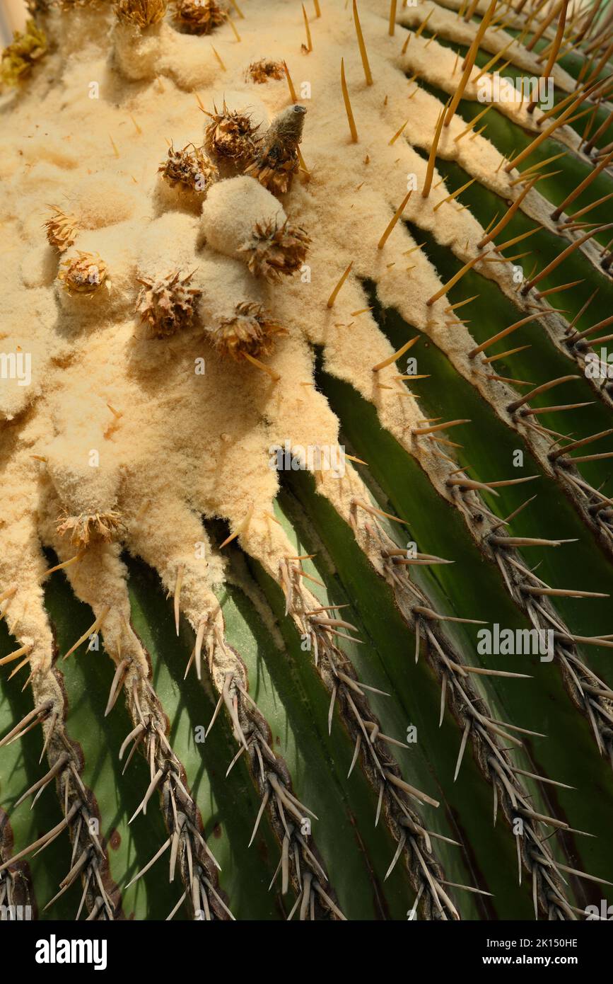 Giant golden barrel cactus, viznaga, or biznaga de dulce, largest ...