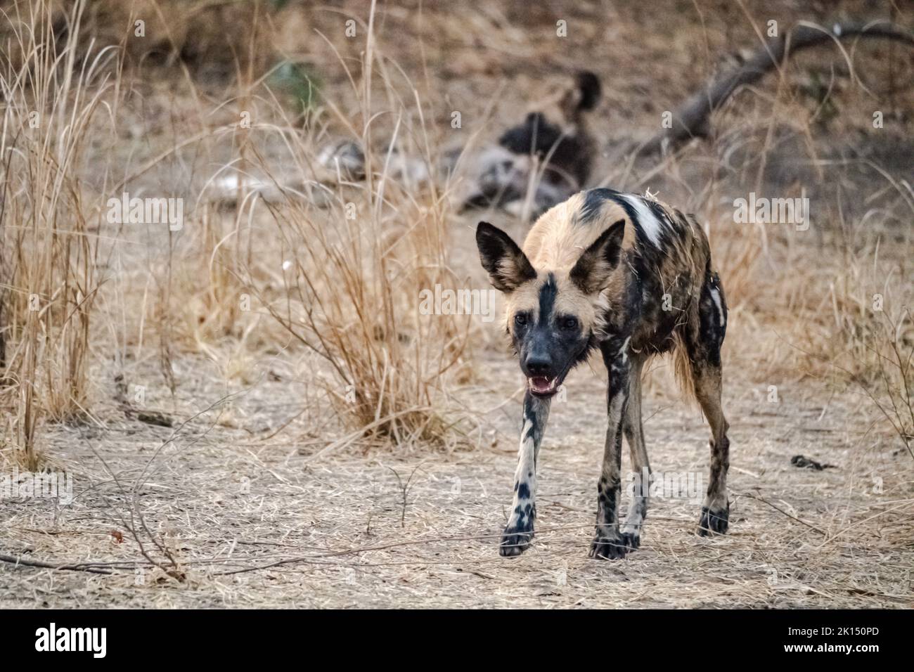 A close-up of a beautiful wild dog in the savannah Stock Photo - Alamy