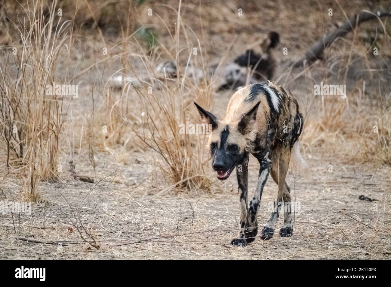 A close-up of a beautiful wild dog in the savannah Stock Photo - Alamy