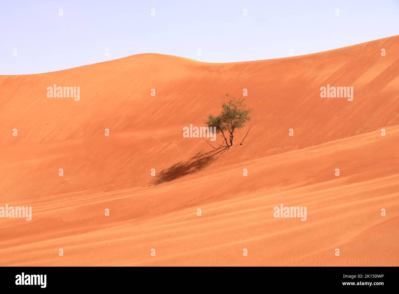 Sand dunes and desert plants the Wahiba Sands, the beautiful desert in ...