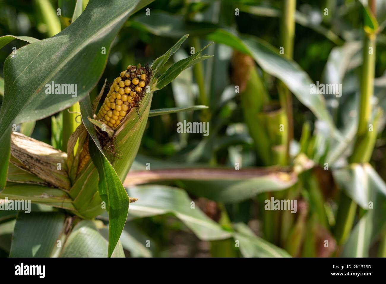 Corn cob growing in a corn field Stock Photo - Alamy