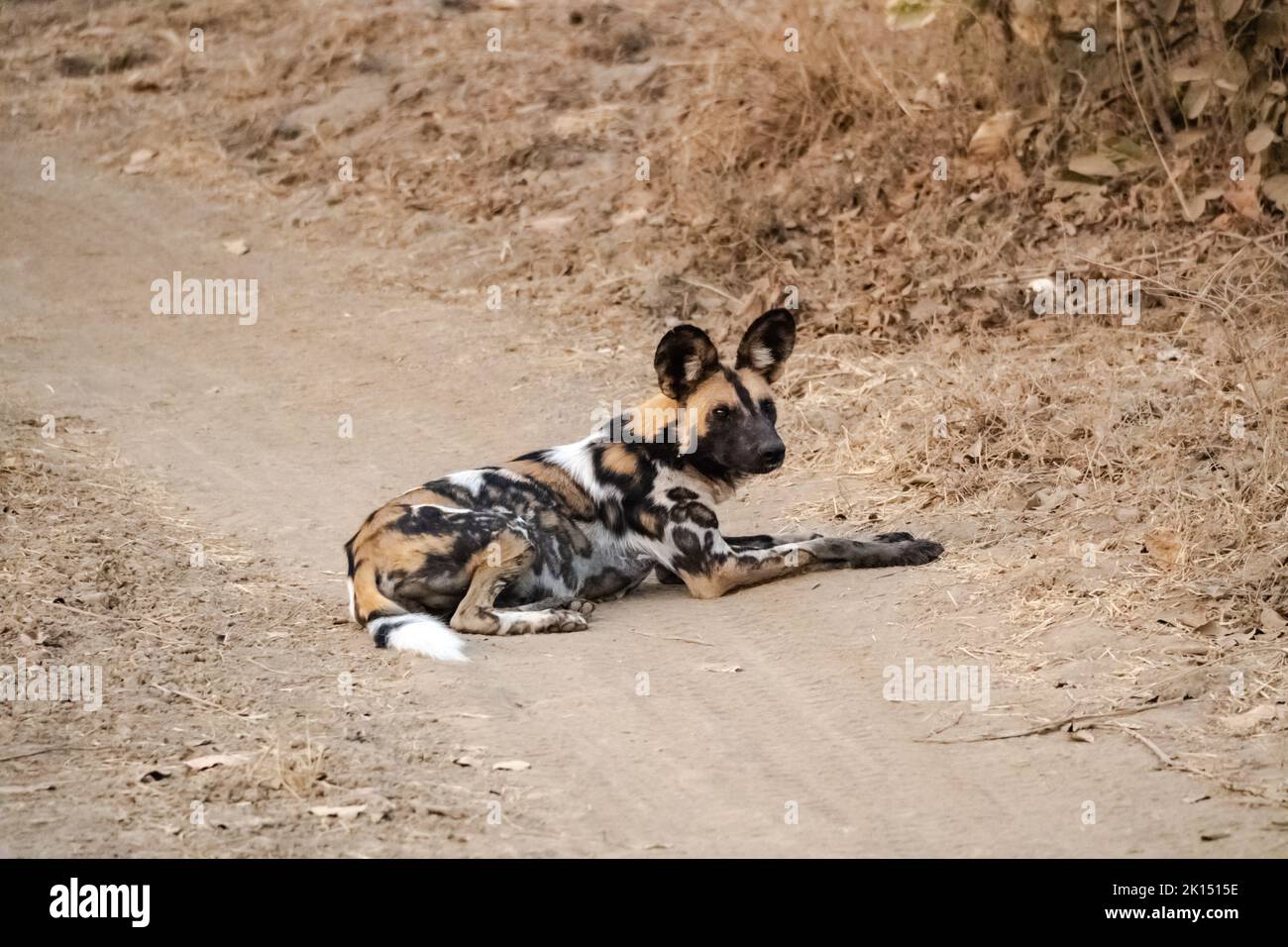 A close-up of a beautiful wild dog in the savannah Stock Photo - Alamy