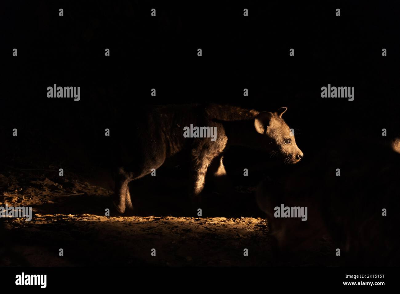 A Wonderful Closeup Of Spotted Hyena Cub In The Savanna During The