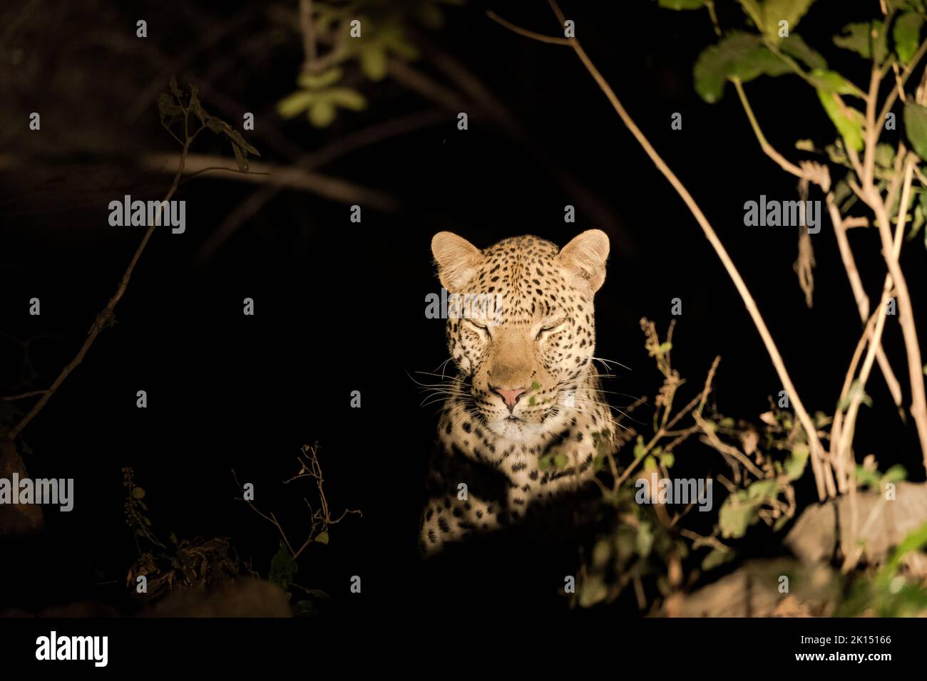 A close-up of a leopard resting in the bush during the night Stock ...