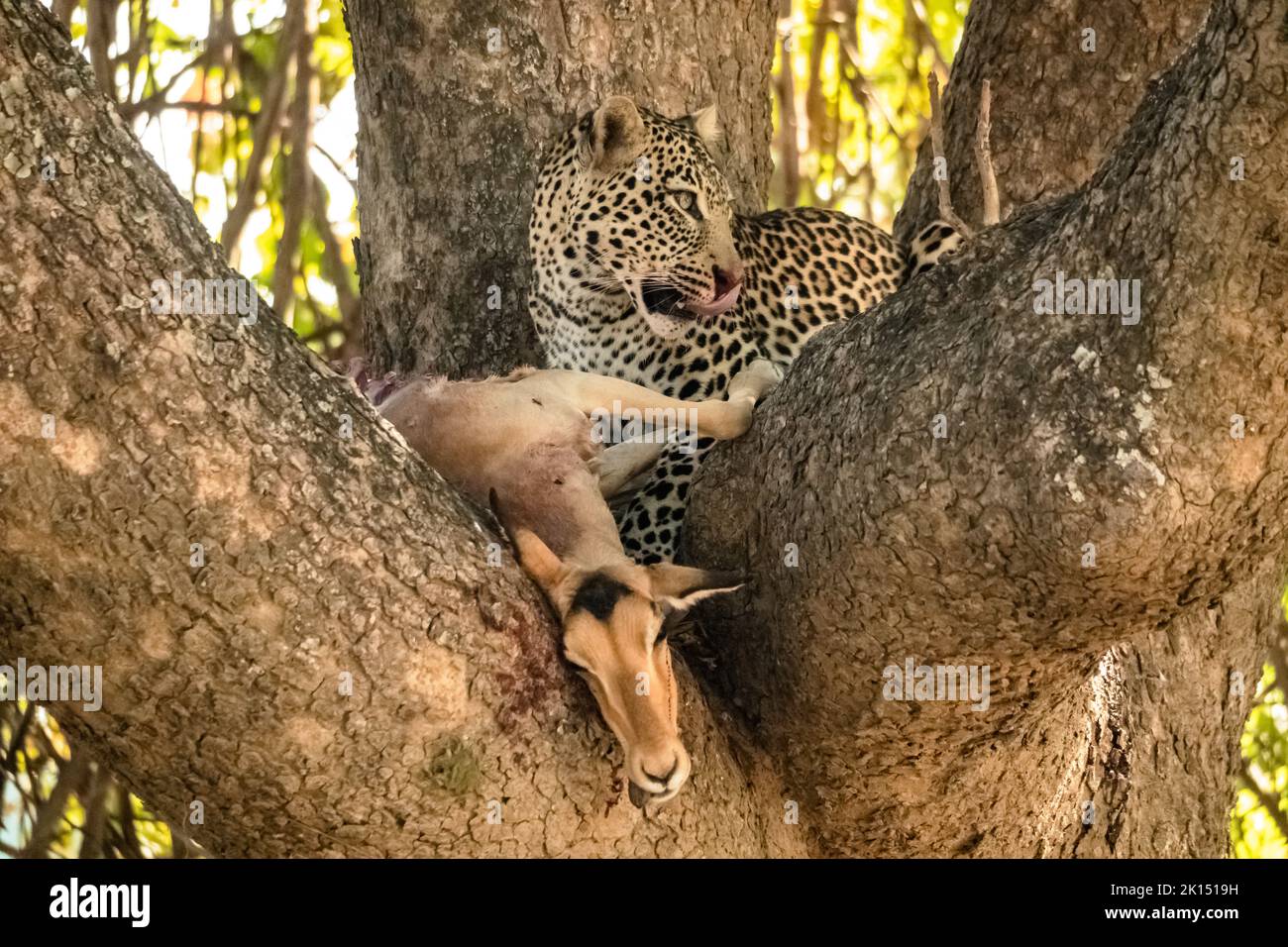 A close-up of a leopard eating an impala on a tree Stock Photo - Alamy