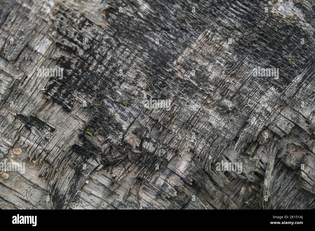 The texture of old plywood. The background is made of an old tree with moss. Top view of time ...