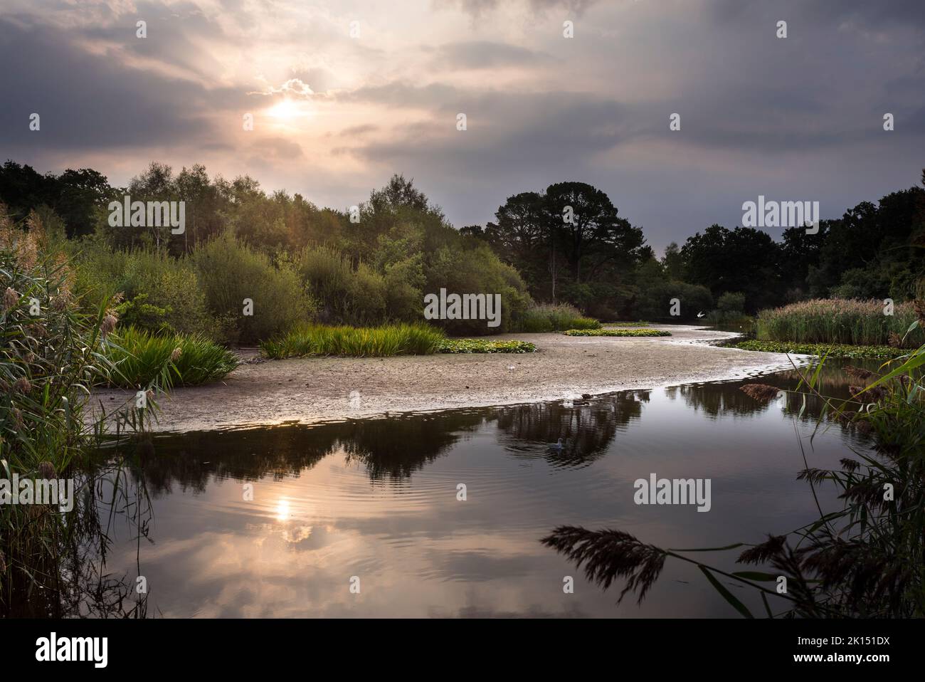 The Ornamental Lake on Southampton Common with large areas of mud ...