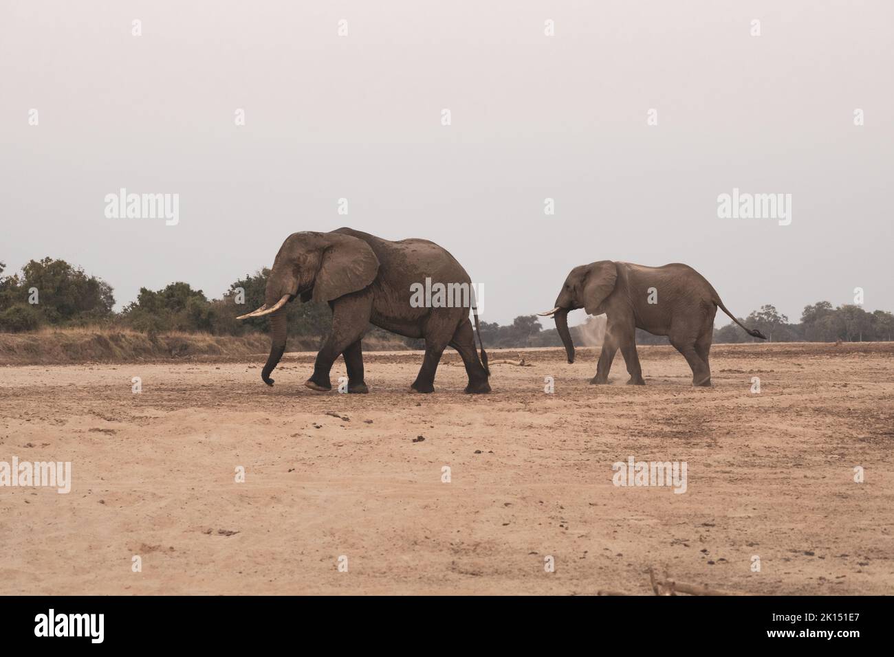 An amazing close up of huge elephants moving on the sandy banks of an ...