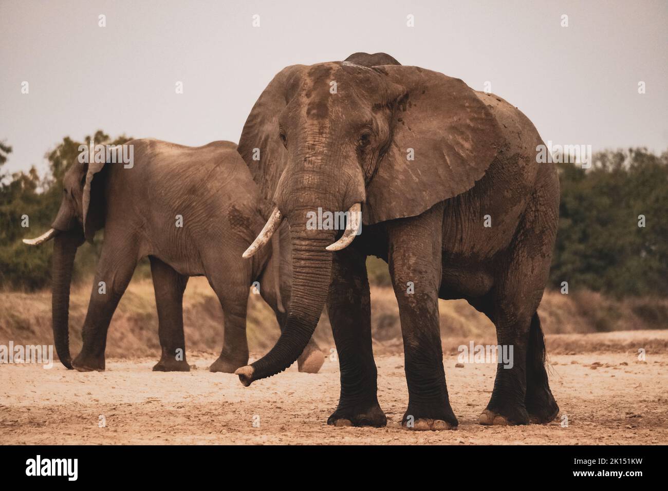 An amazing close up of huge elephants moving on the sandy banks of an ...