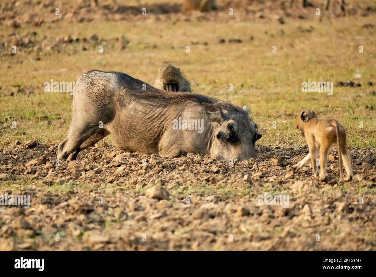 A close-up of a huge warthog eating in the savanna Stock Photo - Alamy