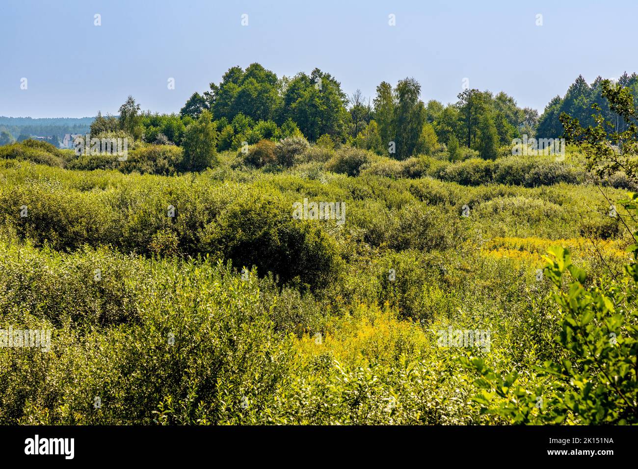 Panoramic view of dense wetland vegetation of Bagno Calowanie Swamp ...