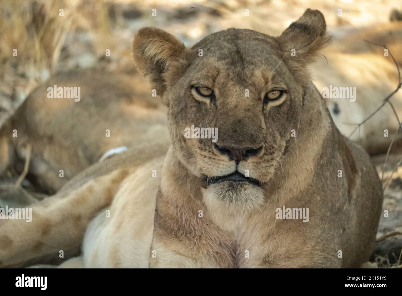 A close-up of a beautiful lioness resting after hunting Stock Photo - Alamy