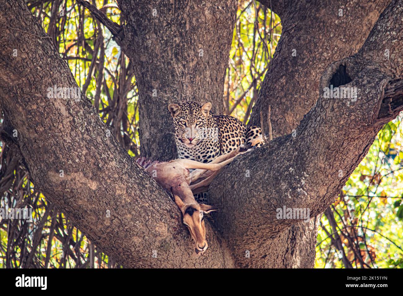 A close-up of a leopard eating an impala on a tree Stock Photo - Alamy