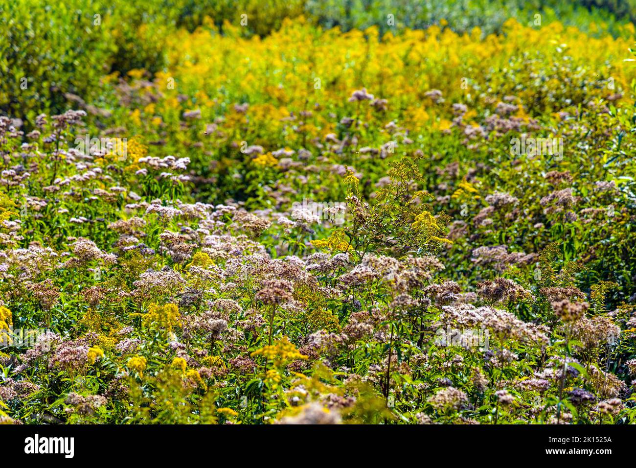 Dense wetland vegetation of Bagno Calowanie Swamp wildlife reserve ...