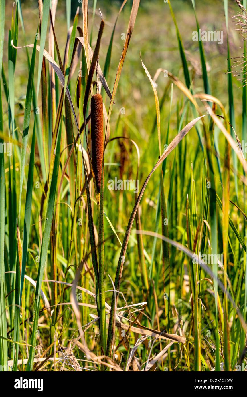 Broadleaf cattail - Typha latifolia - plant flowers within Bagno ...