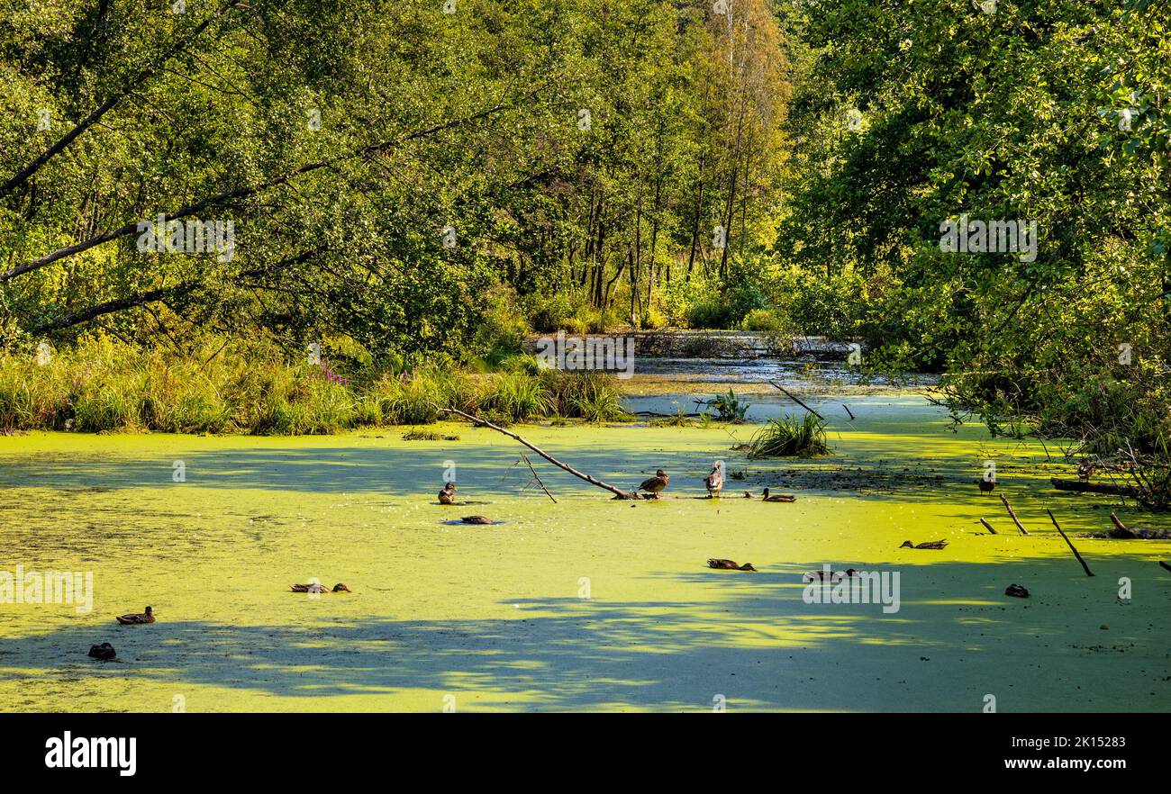 Dense wetland vegetation of forest pond in Bagno Calowanie Swamp ...