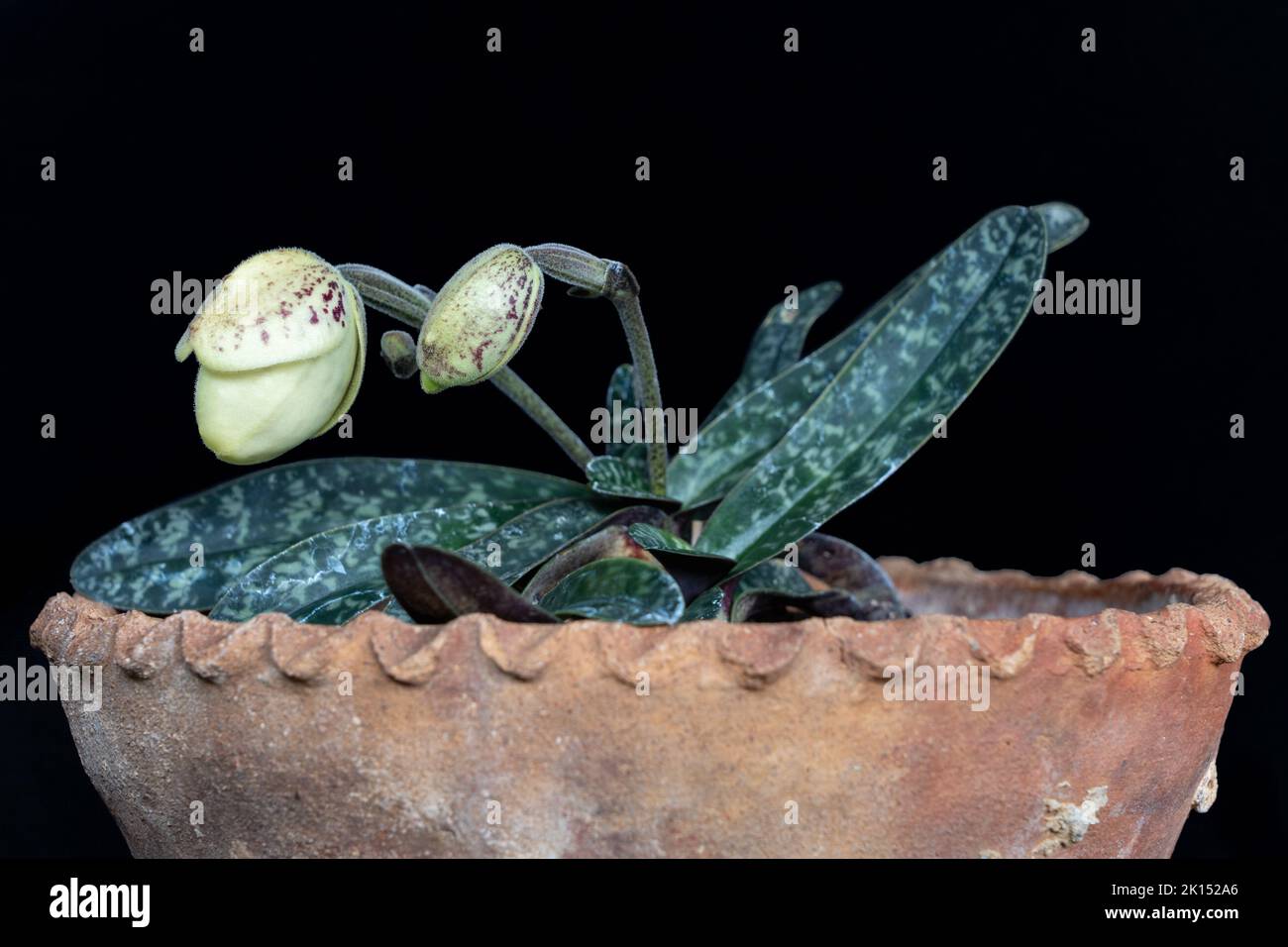 Closeup view of lady slipper orchid species paphiopedilum godefroyae ...