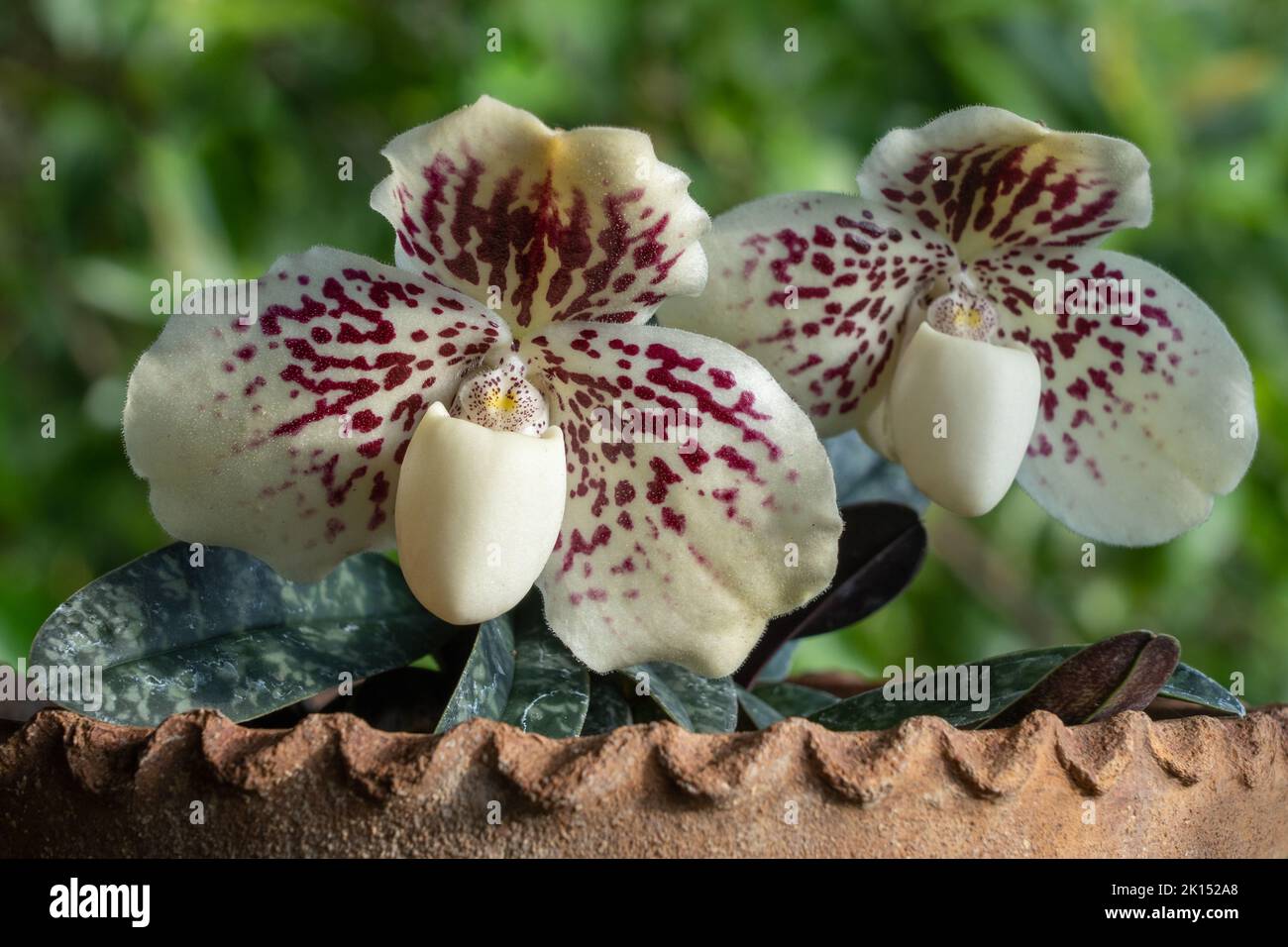 Closeup of creamy white and purple red flowers of lady slipper orchid species paphiopedilum ...