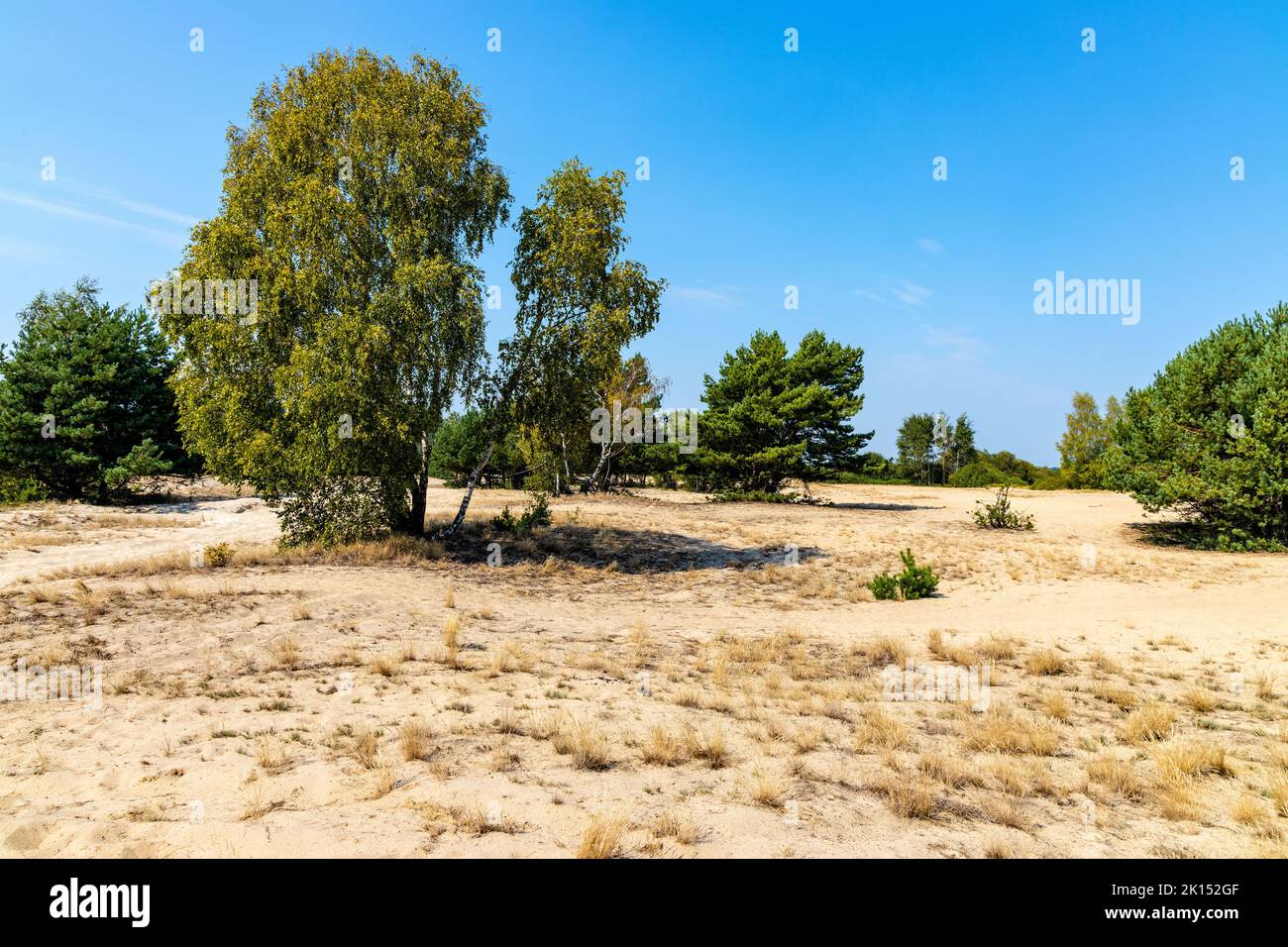 Sand dune Wydma Pekatka with scarce vegetation overlooking Bagno ...