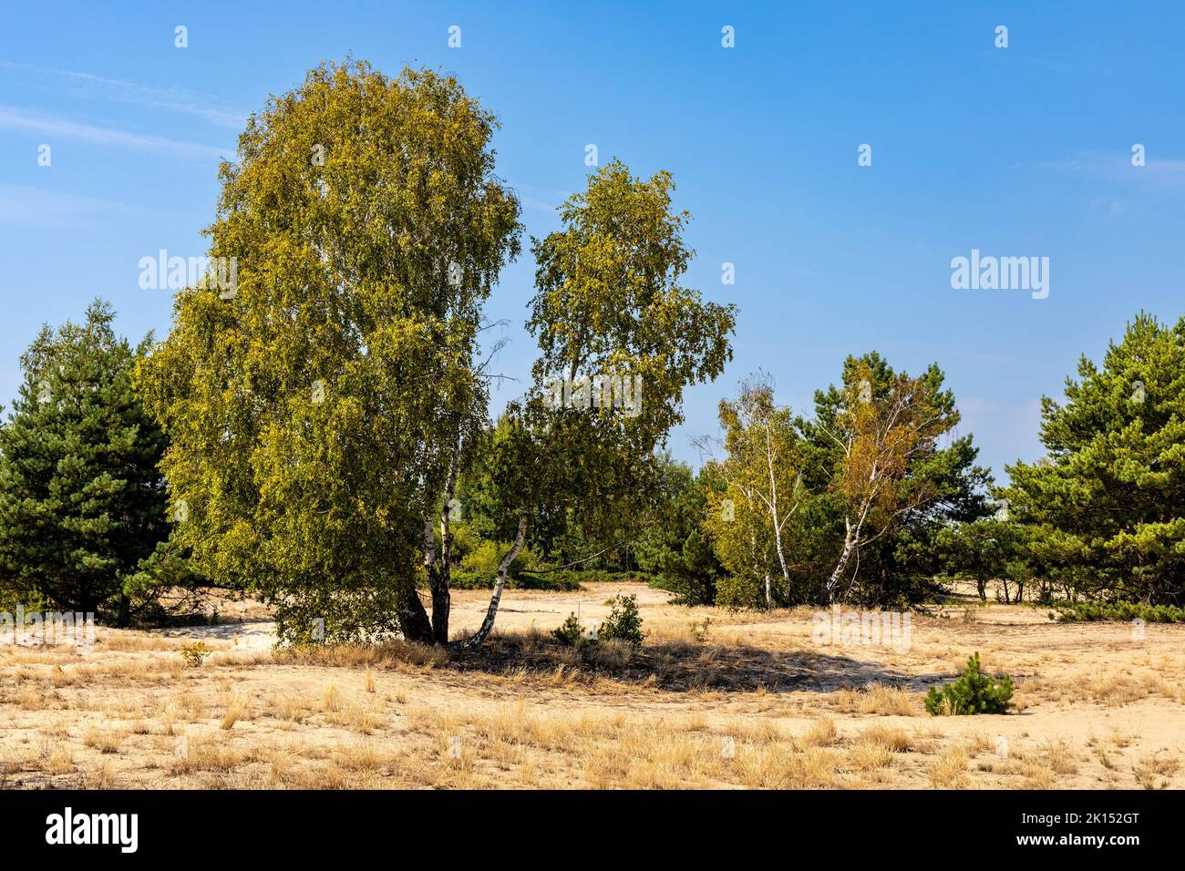 Sand dune Wydma Pekatka with scarce vegetation overlooking Bagno ...
