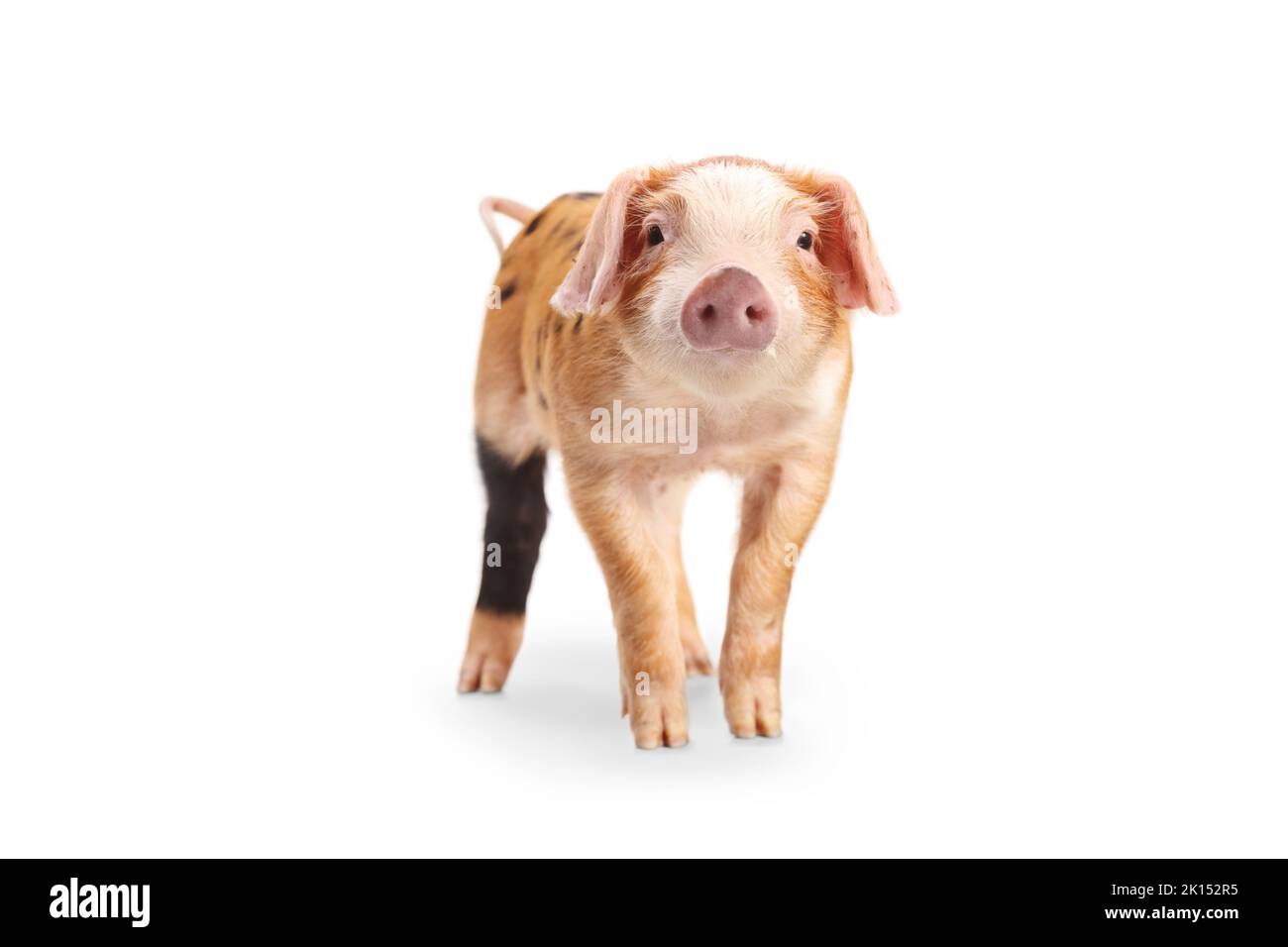 Mini pig studio hi-res stock photography and images - Alamy