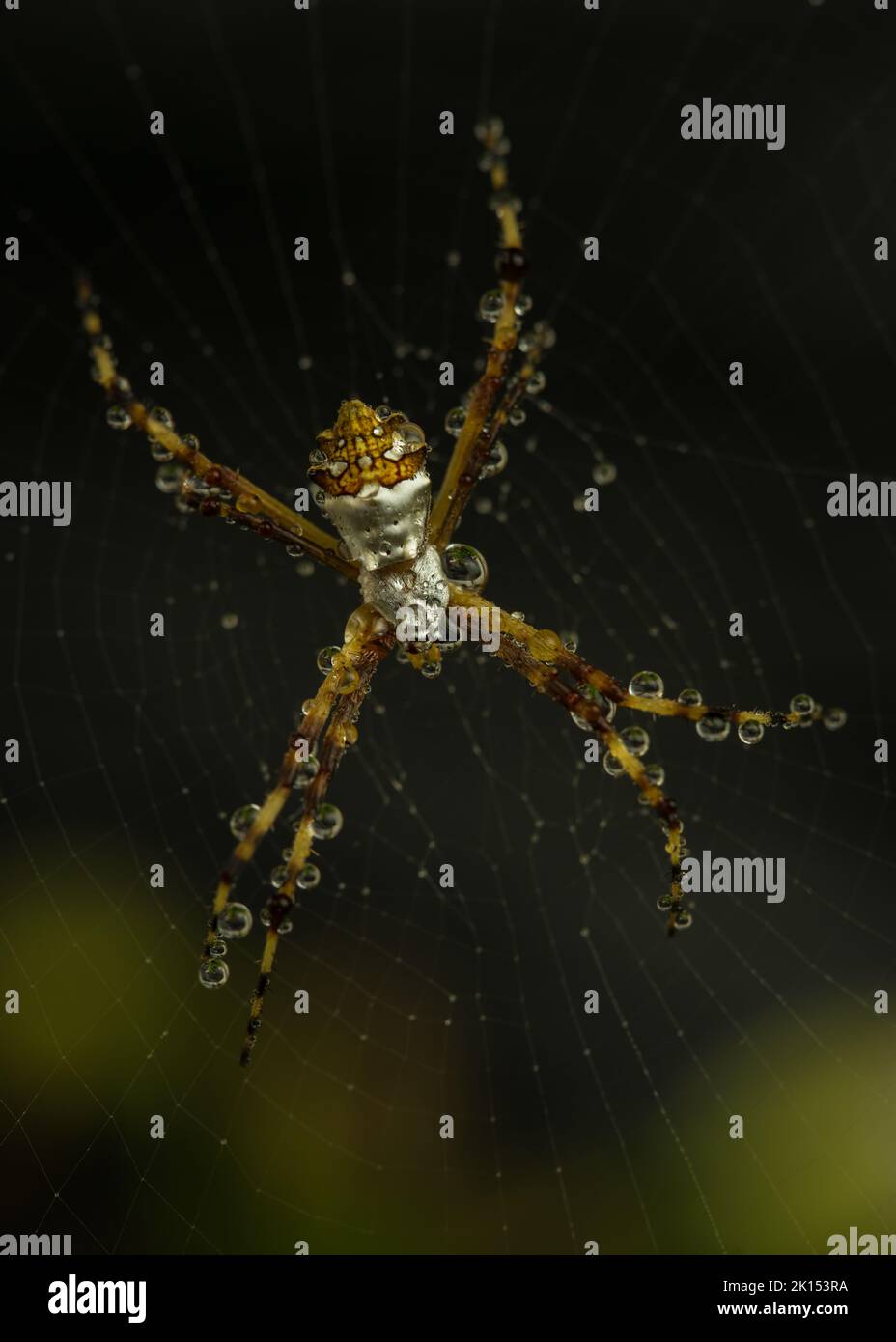 Silver spider hi-res stock photography and images - Alamy
