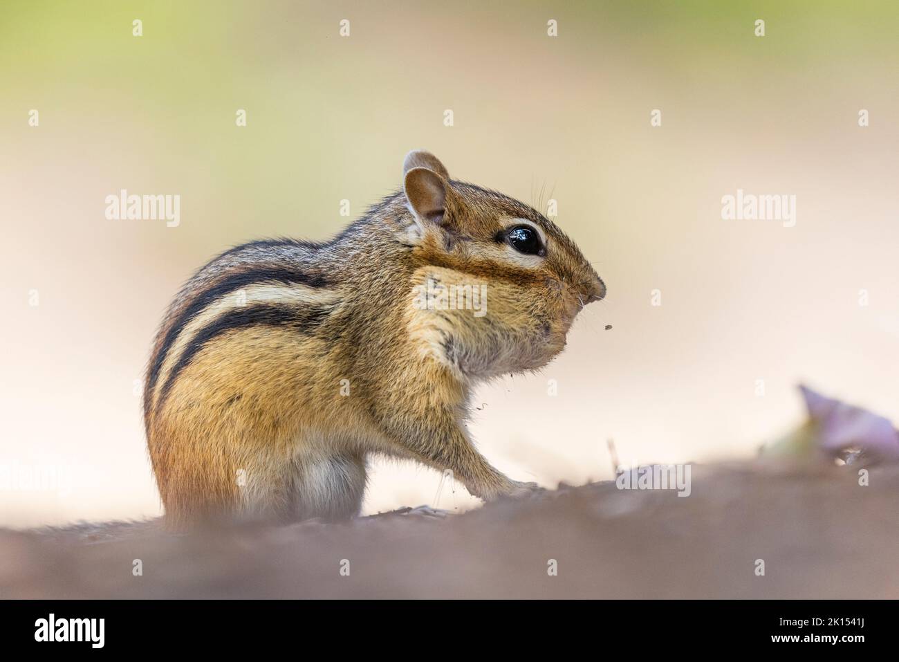 eastern chipmunk (Tamias striatus Stock Photo - Alamy