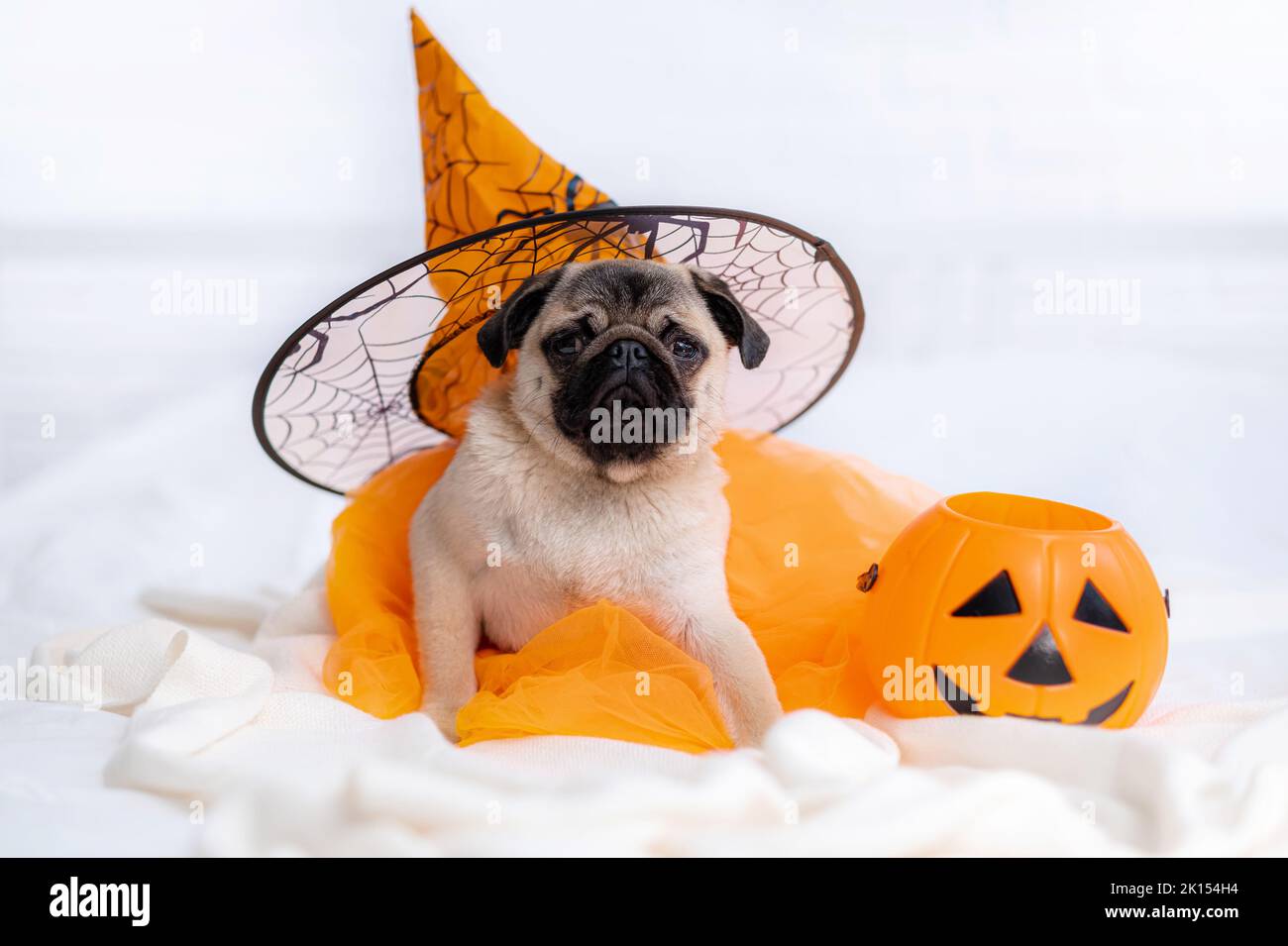 Scary dog costume hi-res stock photography and images - Alamy