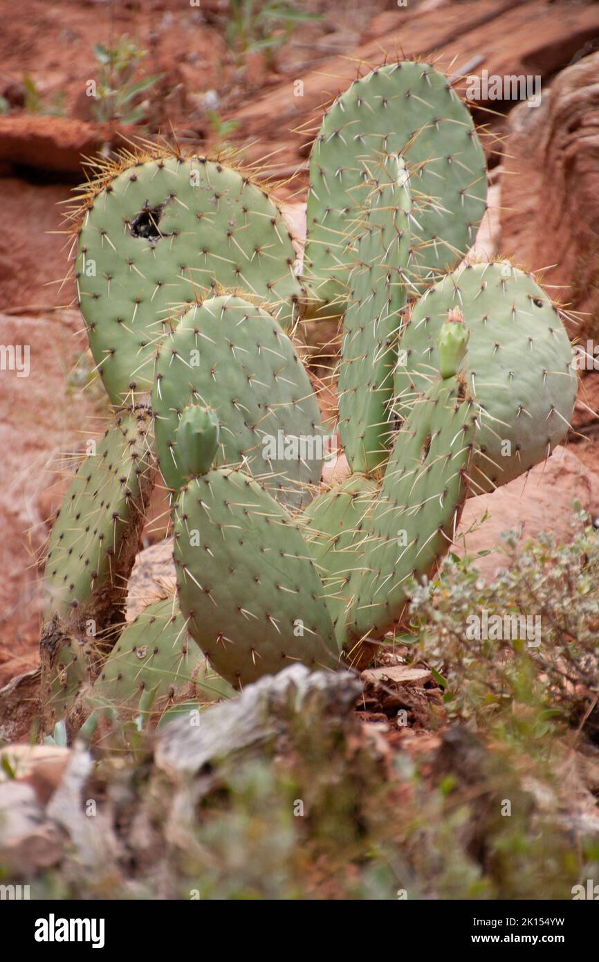 Sahara Desert Plants Cactus