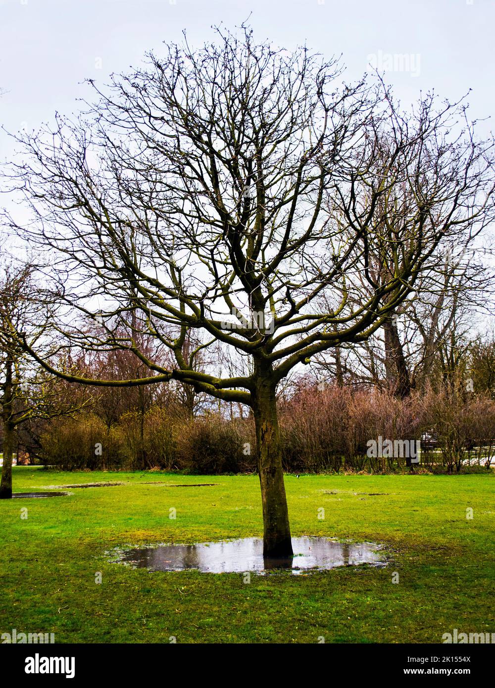 Skeleton tree hi-res stock photography and images - Alamy