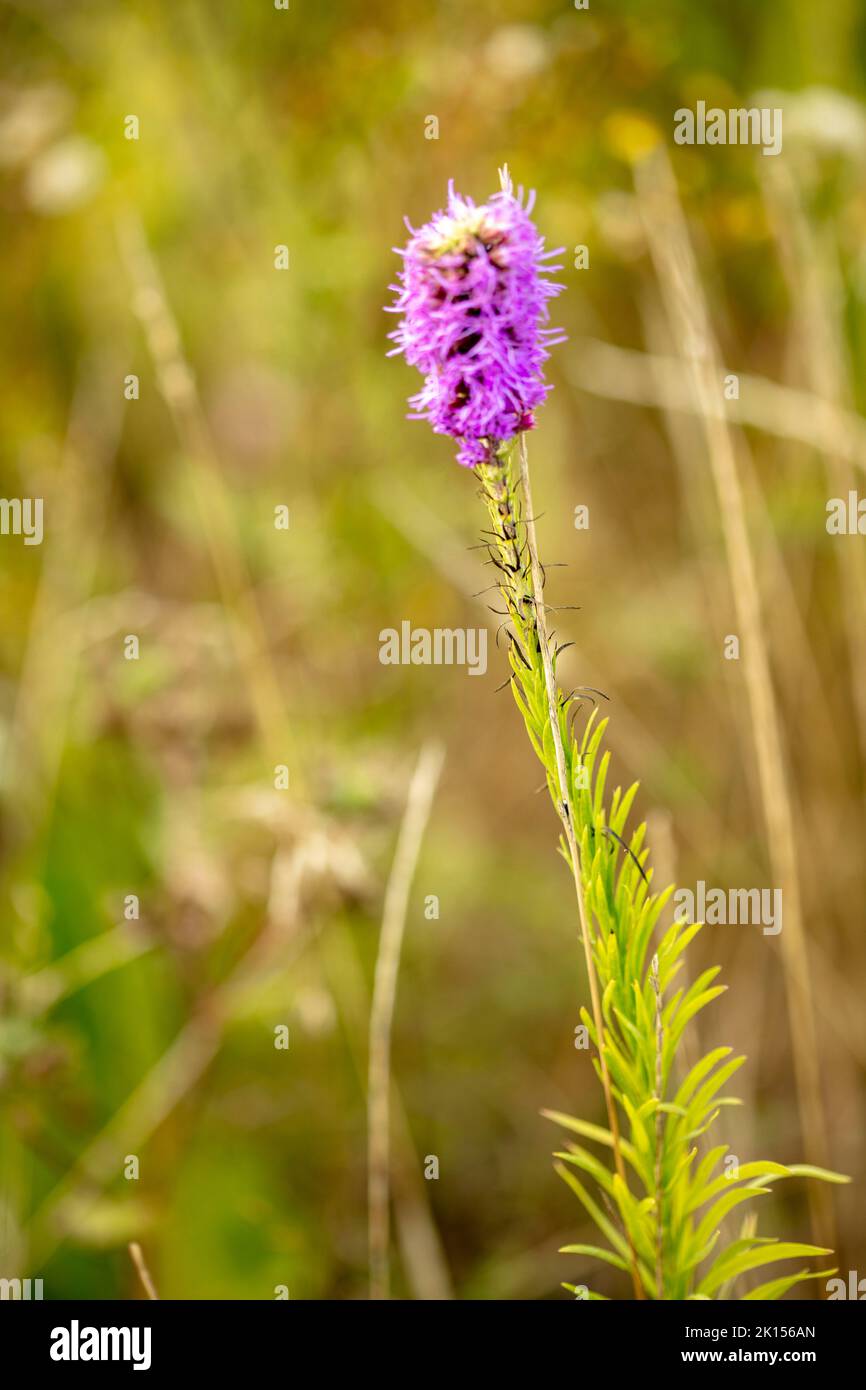 Liatris pycnostachya, prairie blazing star, natural close-up flower ...