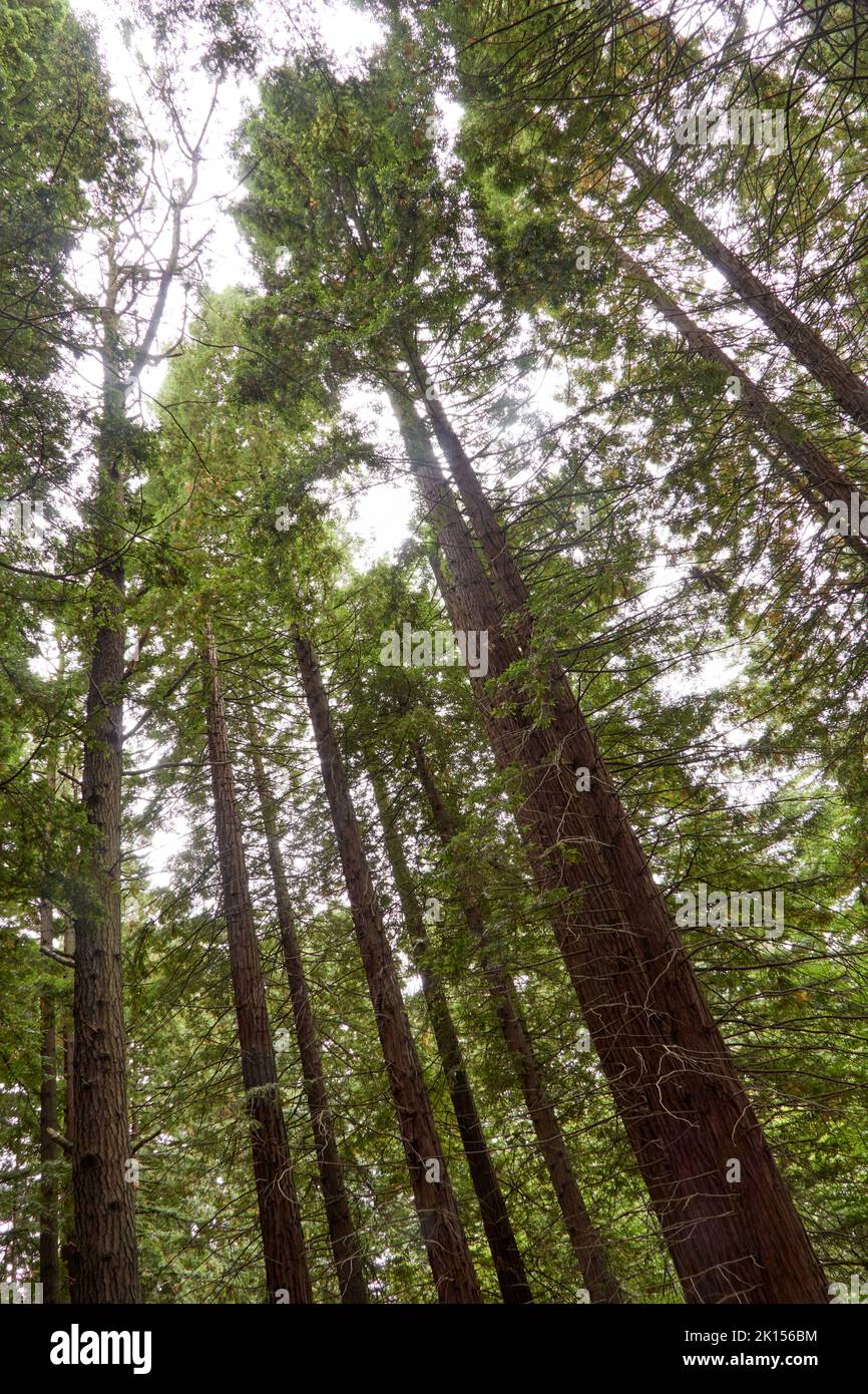 Sunset in a clearing in a redwood forest. Upright photography Stock ...