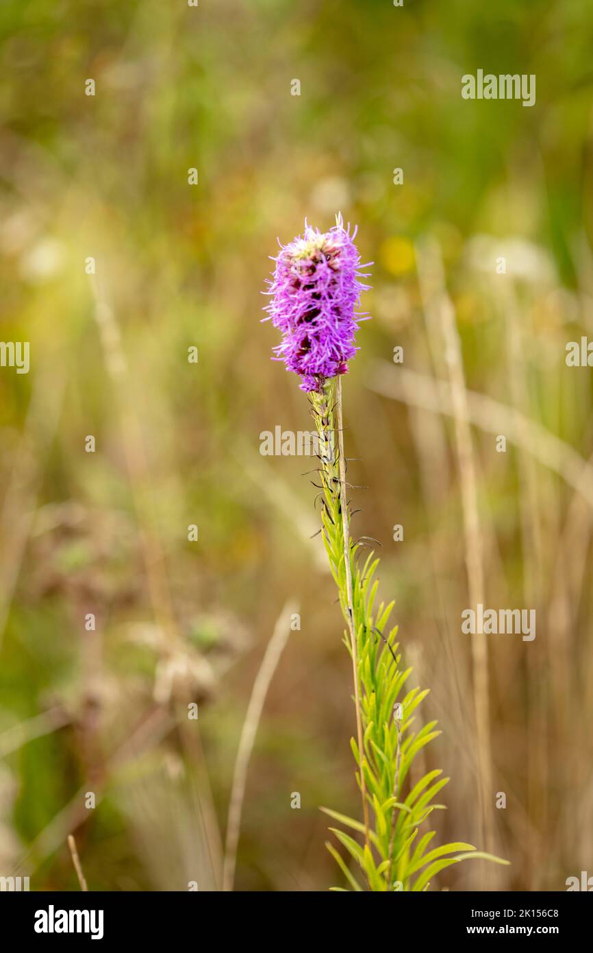 Liatris pycnostachya, prairie blazing star, natural close-up flower ...