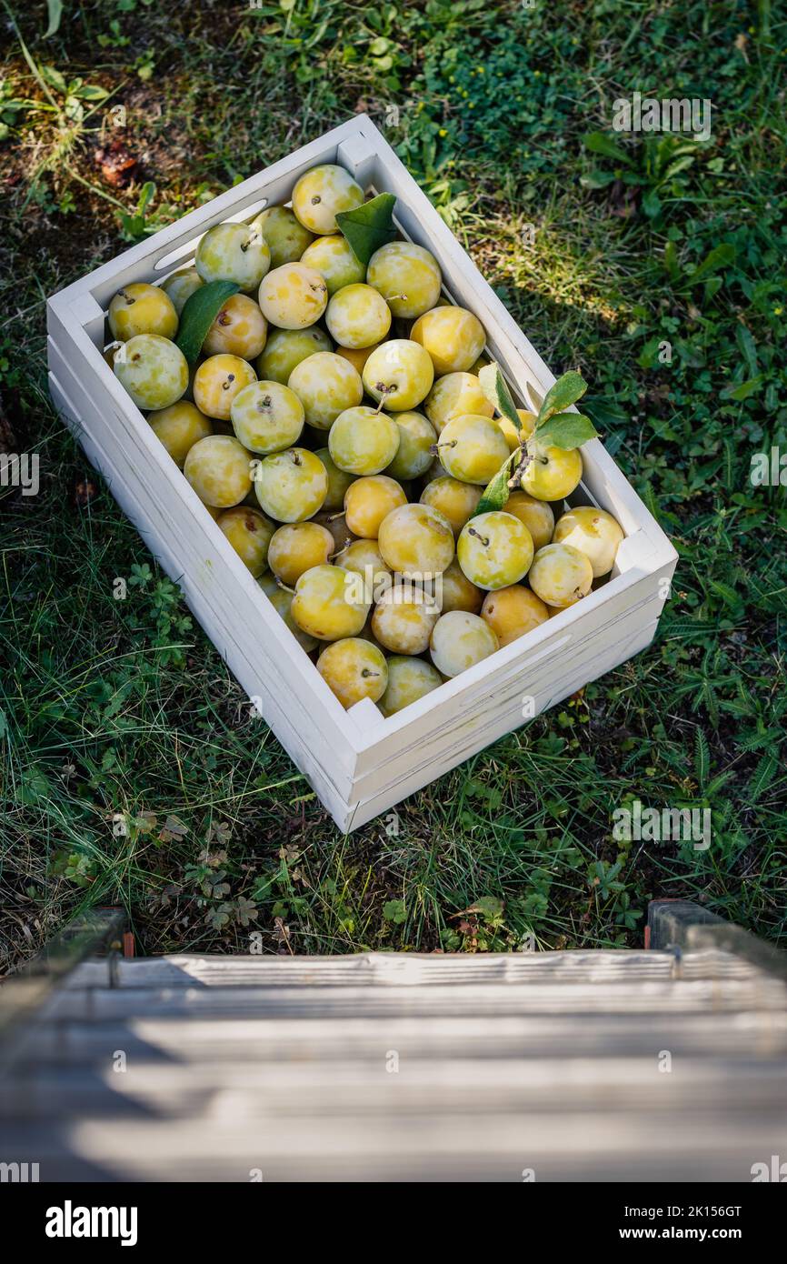 Fresh harvested greengage in crate. Picking green plums from ladder ...