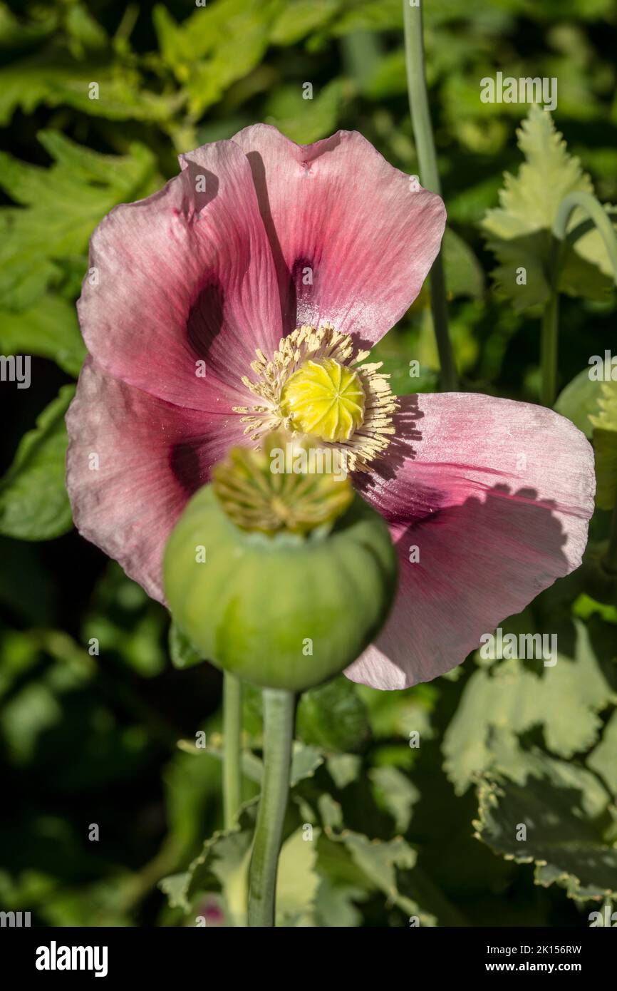 Natural close-up plant portrait of Papaver somniferum, opium poppy ...
