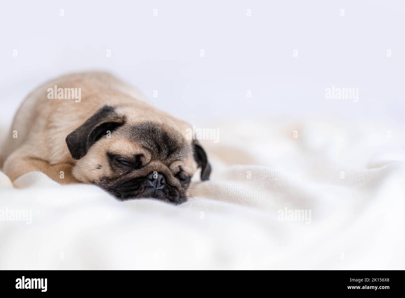 Top view cute funny pug dog sleeping on bed at home, domestic pets ...