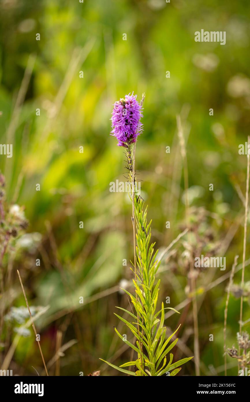 Liatris pycnostachya, prairie blazing star, natural close-up flower ...