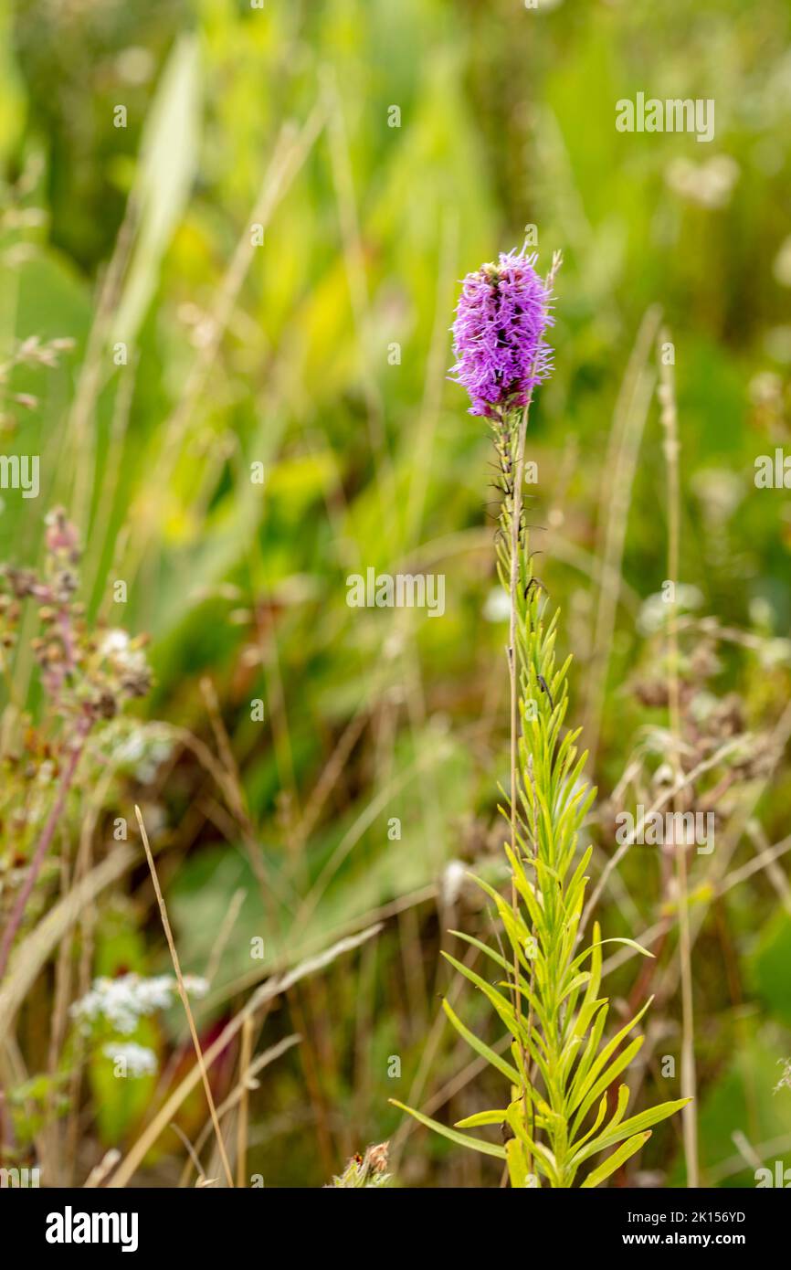 Liatris pycnostachya, prairie blazing star, natural close-up flower ...