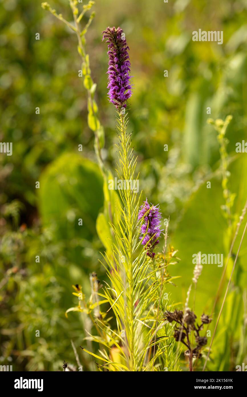 Liatris pycnostachya, prairie blazing star, natural close-up flower ...