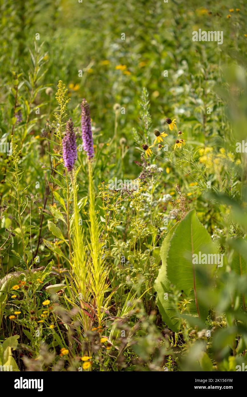 Liatris pycnostachya, prairie blazing star, natural close-up flower ...