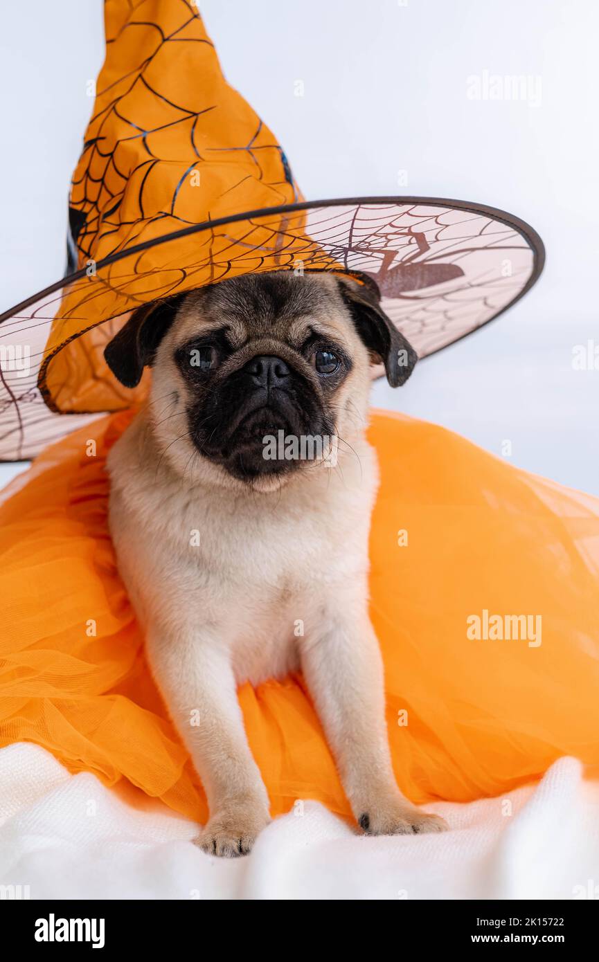 Funny Pugs In Costumes