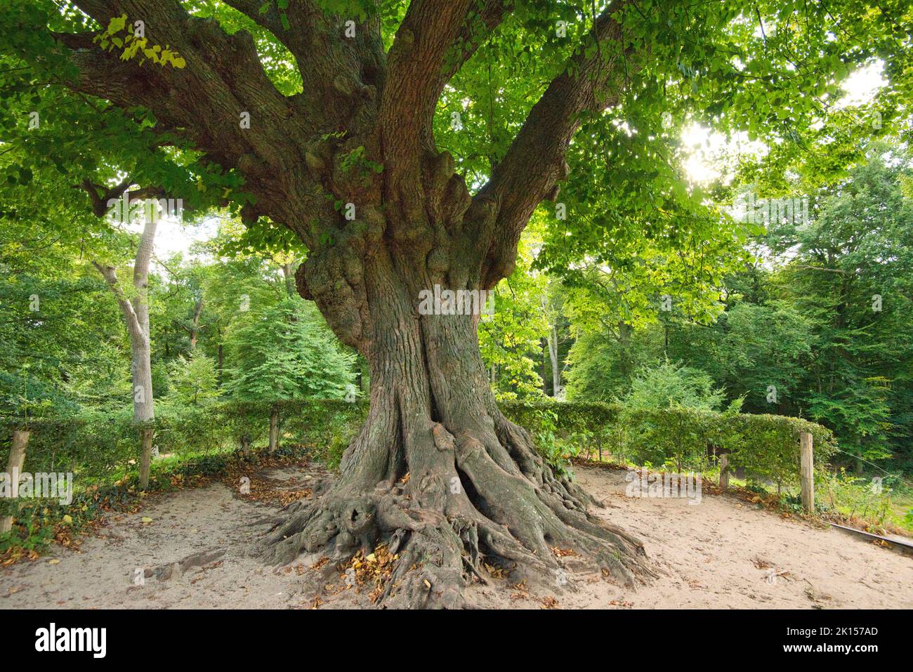 old oak tree in the forest of Heiloo in the Netherlands Stock Photo - Alamy